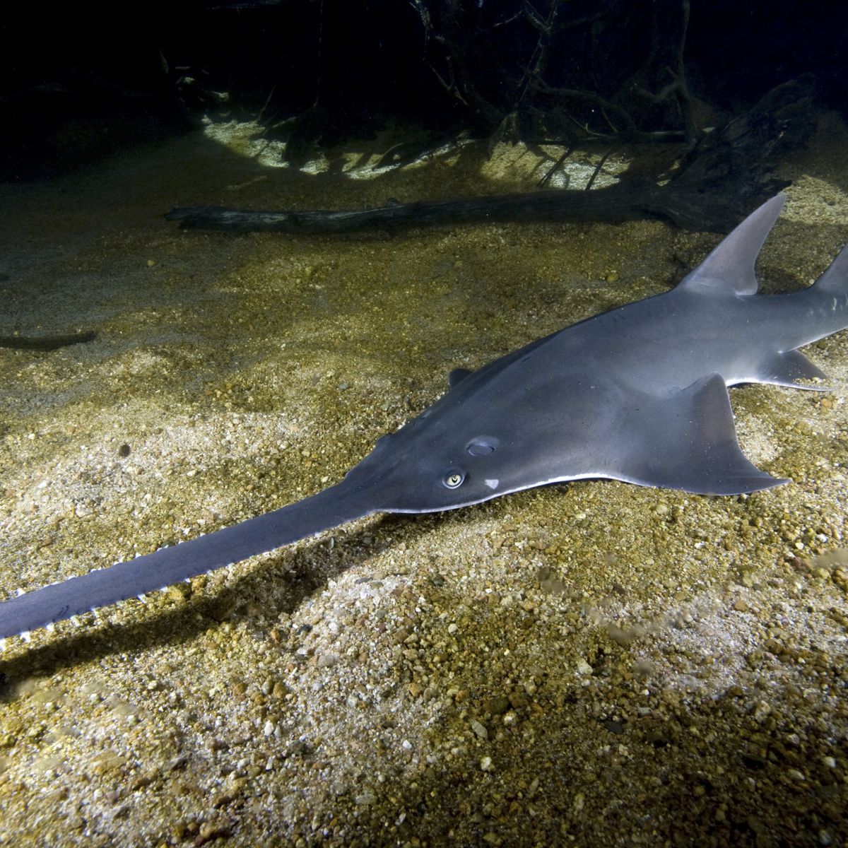 Pristidae : Pristis microdon (Poisson-scie) – Lac Onangué